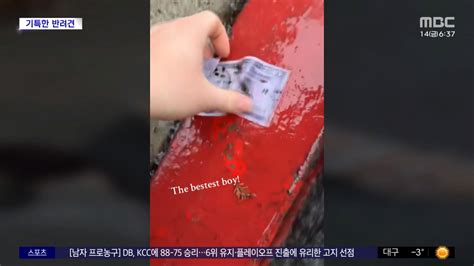 와글와글 산책하던 반려견이 물어온 행운