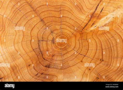 Growth Rings On A Yew Tree Trunk Natural Pattern Background Stock