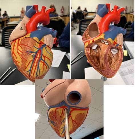 The Cardiovascular System Diagram Quizlet