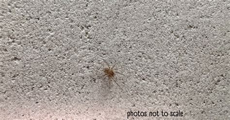 Bathroom Bugs Identification 15 Bugs You Ll See In A Bathroom