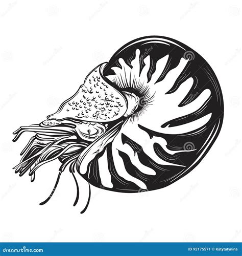 Vector Hand Drawn Illustration Of Shellfish Nautilus In Realistic Style