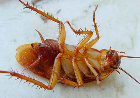 Astuces simples et naturelles pour se débarrasser des cafards