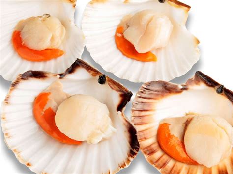 Coquille Saint Jacques
