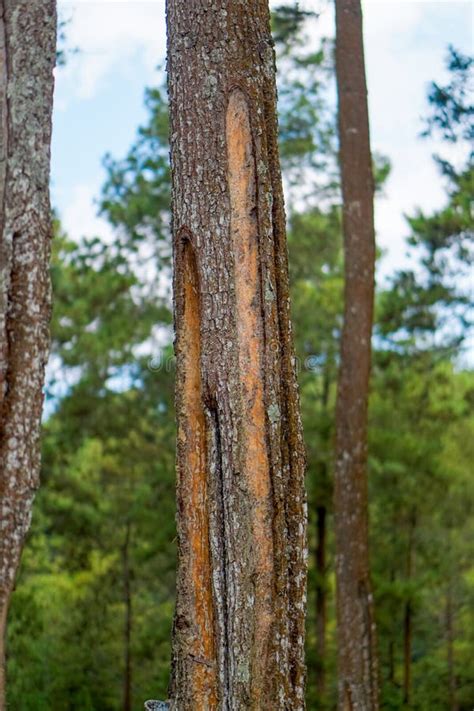 Pine Tree Forest Pine Resin Industry Pine Resin Container Stock