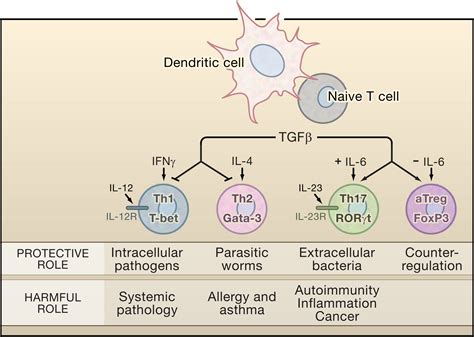 Helper T Cell
