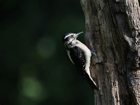 Which Is The Safest Device To Use While Climbing A Tree Or In A Tree Stand