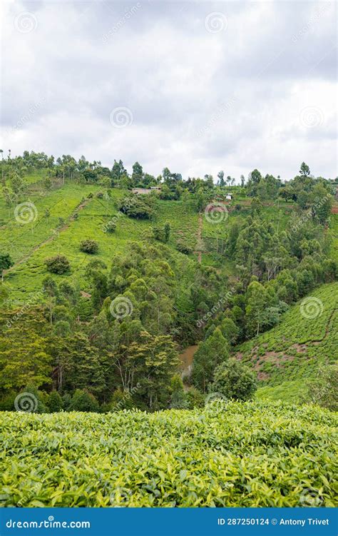 Kenyan Landscapes Tea Leaves Farm Plantations In Kenya East African