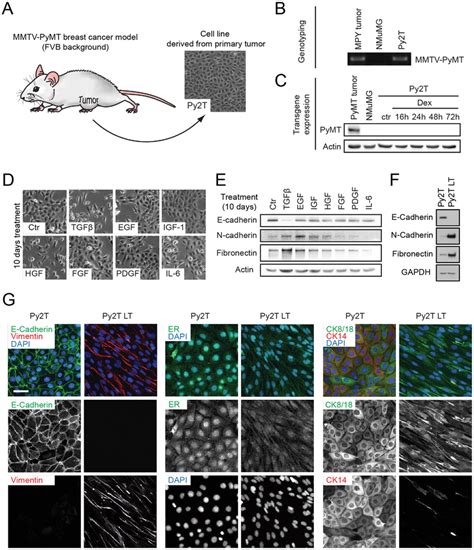 Establishment Of A Murine Breast Cancer Cell Line Undergoing