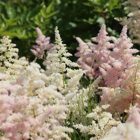 Astilbe Freya Roots Plants