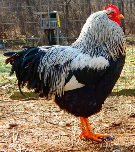 Silver Penciled Rock Chicken