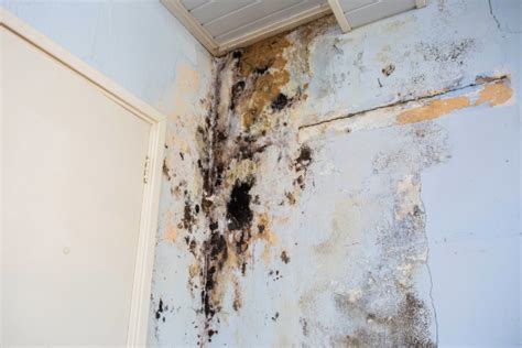 Cockroach Control Critter Stop