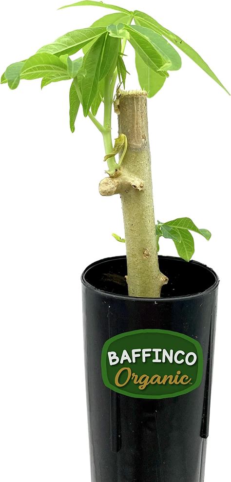 4 Yuca Cassava Manihot Sweet Cuttings 6 To 8 Inches