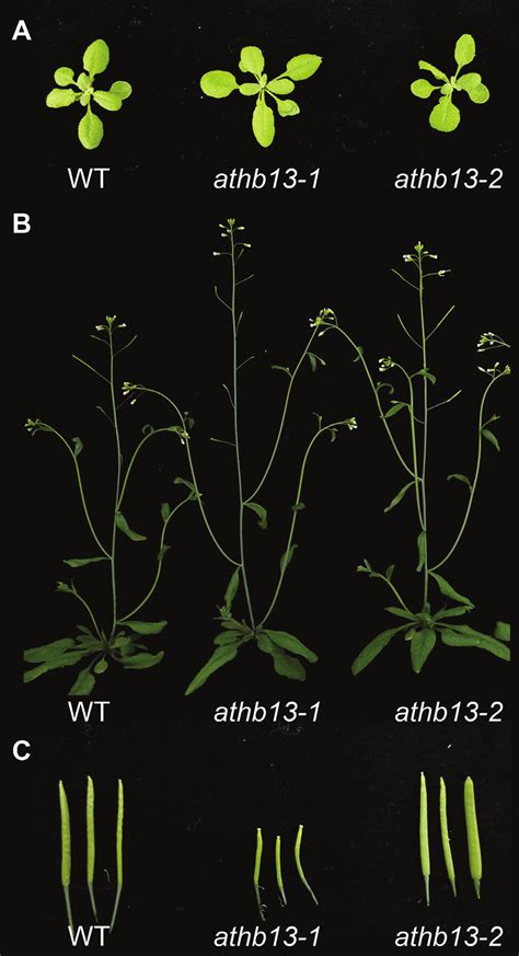 Athb13 Mutant Plants Exhibit Longer Inflorescence Stems And Shorter