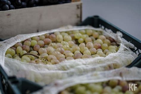 Как подготовить к зиме виноградную лозу и прочую садовую экзотику 18 10 2023