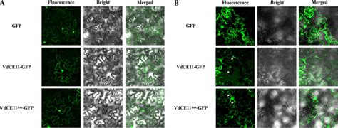 Subcellular Localization Of Vdce11 From V Dahliae In N Benthamiana