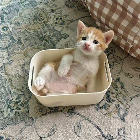 아기고양이 식빵 만들어 지는 과정 일급비밀 악플달면 쩌리쩌려버려 ＊여성시대＊ 차분한 20대들의 알흠다운 공간