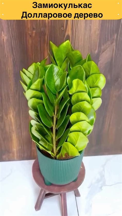 🧪hb 101 СТИМУЛЯТОР РОСТА🧪 ПРОДАН 🫙 ОБЪЕМ 6 гр🫙 Долго я его тестировала на своих питомцах и