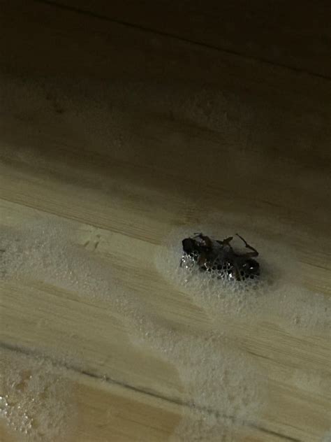 Identifying Possible Roachshould I Panic This Is The First Ive Seen