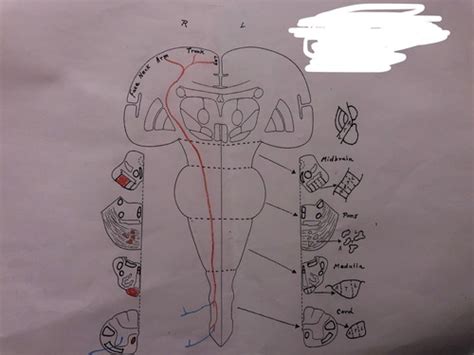 Neuro Pathways Flashcards Quizlet