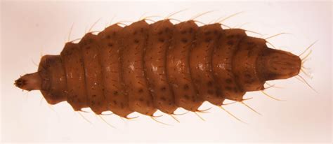 Empididae Larvae