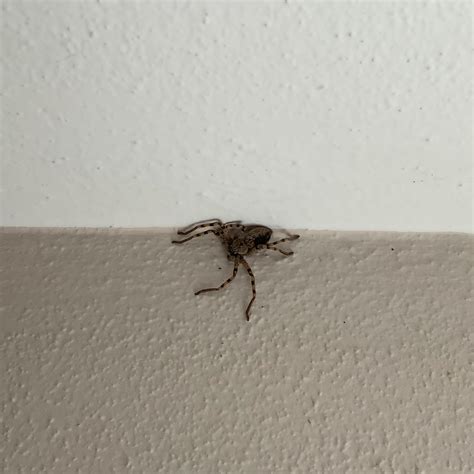 Help Id Spider Please Rspiders