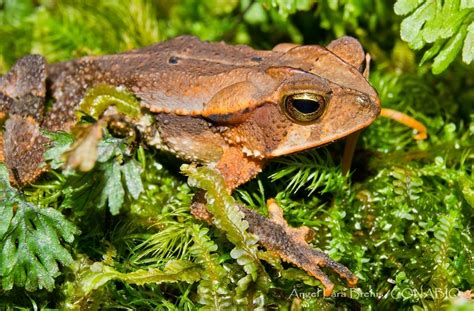 Spiculate Toad Amphibians Of Southern Mexico · Inaturalist