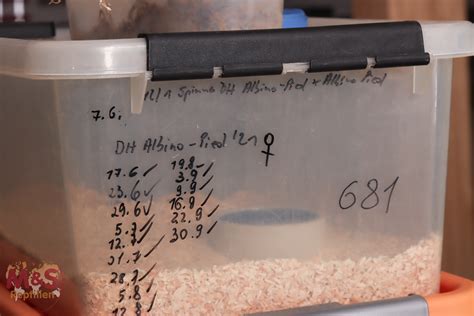 0 1 Female 100 doppel hetero Albino Piebald Königspython NZM S21 Python regius Just