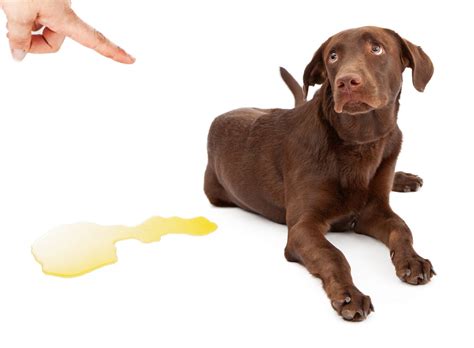 Pup Pee When Excited Dog Boarding Pet Sitting Dont Fret Pet