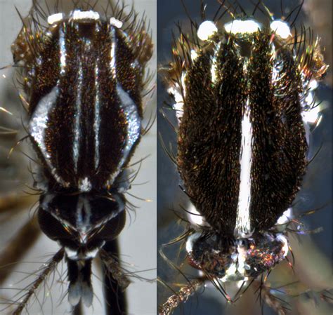 Aedes Aegypti The Yellow Fever Mosquito Mosquito Alert