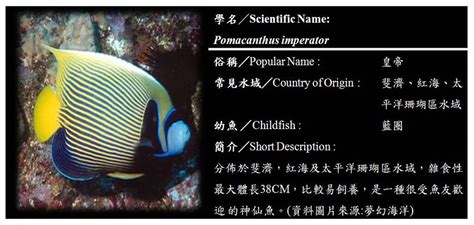 Pomacanthus