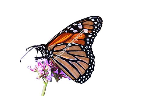 Monarch Butterfly Printable Coloring Page Etsy