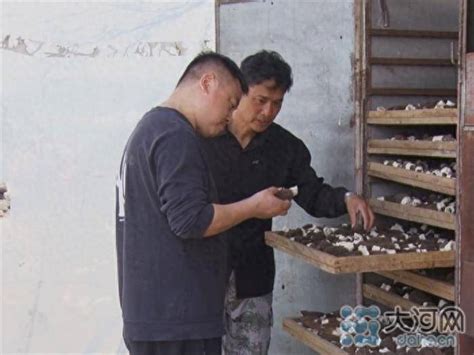 河南叶县：发展乡村特色产业 探索强村富民新路径种植岳楼村羊肚菌
