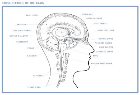 Brain Tumor Faqs Learn More Or Donate Today Abta
