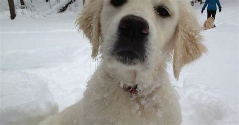 My Marley Imgur