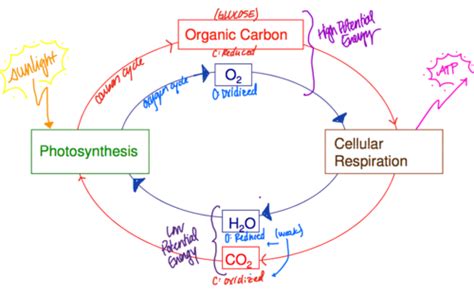 Ii Bioenergetics Metabolism Flashcards Quizlet