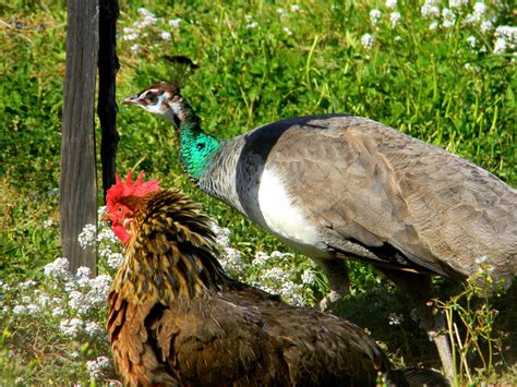 I Wanna See Your Peacock Cock By Kittyeatssouls On Deviantart
