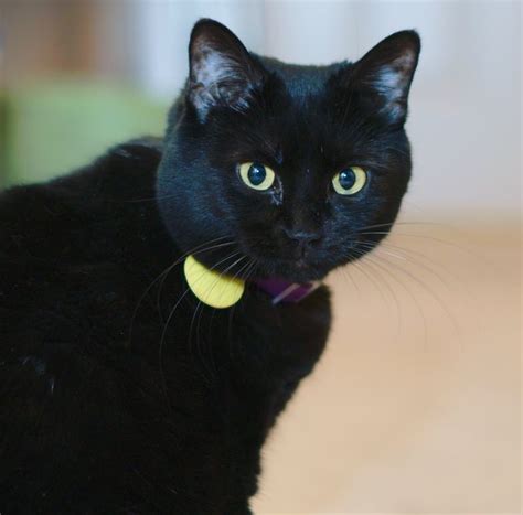 Train A Convolutional Neural Network In Keras And Improve It With Data Augmentation Tutorial