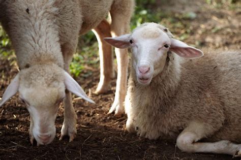 Premium Photo The Sick Sheep Is Lying On The Ground Next To A Group