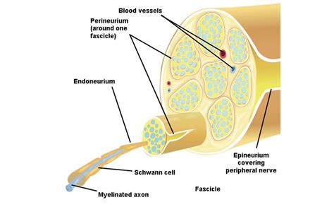 Nerve Block Introduction Sonoguide