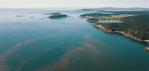 355K Skills Boost To Help UK Seafood Producers Tackle HABs