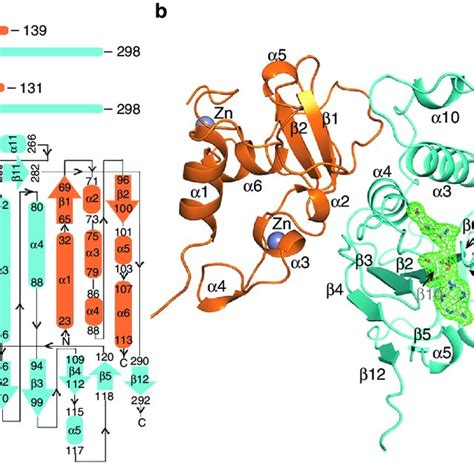 Crystal Structure Of The Sars Cov 2 Nsp10 Nsp16 Protein Complex A