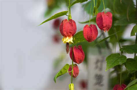 灯笼花摄影图片生态摄影 kalak0 太平洋电脑网摄影部落