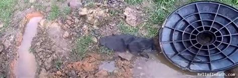 Septic Dry Well Not Draining Reasons And How To Fix