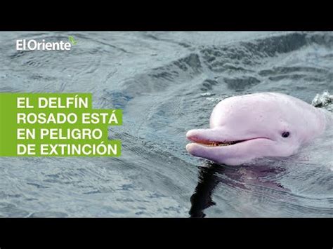 El Delfín Rosado De La Amazonía Ecuatoriana Está En Peligro De Extinción
