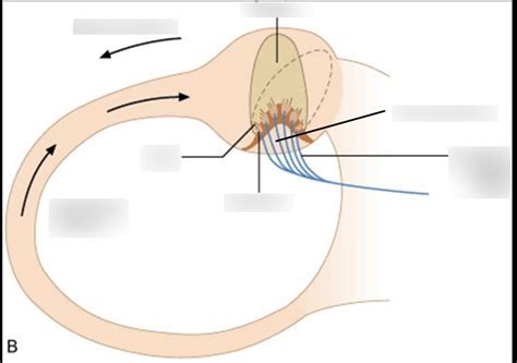 Semicircular Canal Neuro Receptors Diagram Quizlet