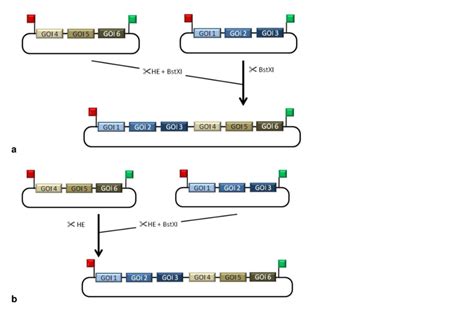 Combining Multigene Expression Cassettes Different Multi Gene