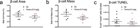 Tamoxifen Does Not Influence β Cell Area Mass Or Survival In Mixed