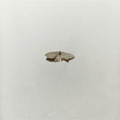 Shape Shifting Arsenals Wolf Uma Parede De Ouvidos