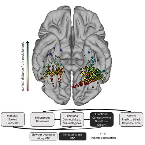 Interacting Ventral Temporal Gradients Of Timescales And Functional