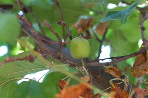 Безплатна снимка ябълка дърво клон растение плодове листо цвете храна зелен продукция